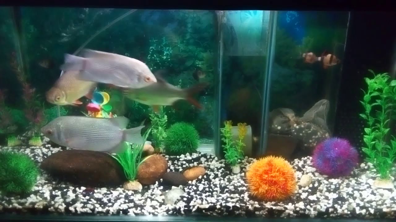 VID 20201106 050556 lassana malu tankiyak. lucky with lali...A ...