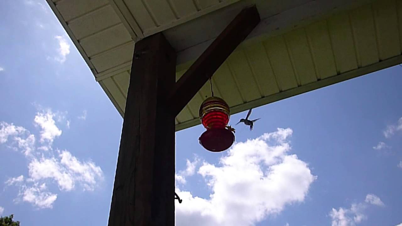Hummingbirds going crazy in Harrodsburg, KY. - YouTube