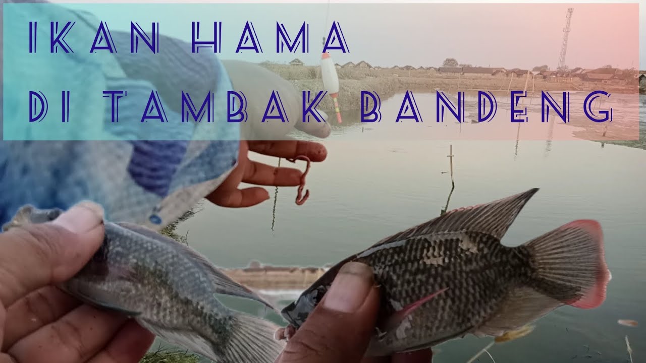 MANCING LIAR seperti ini yang punya tambak malah senang !!! TAMBAK ...