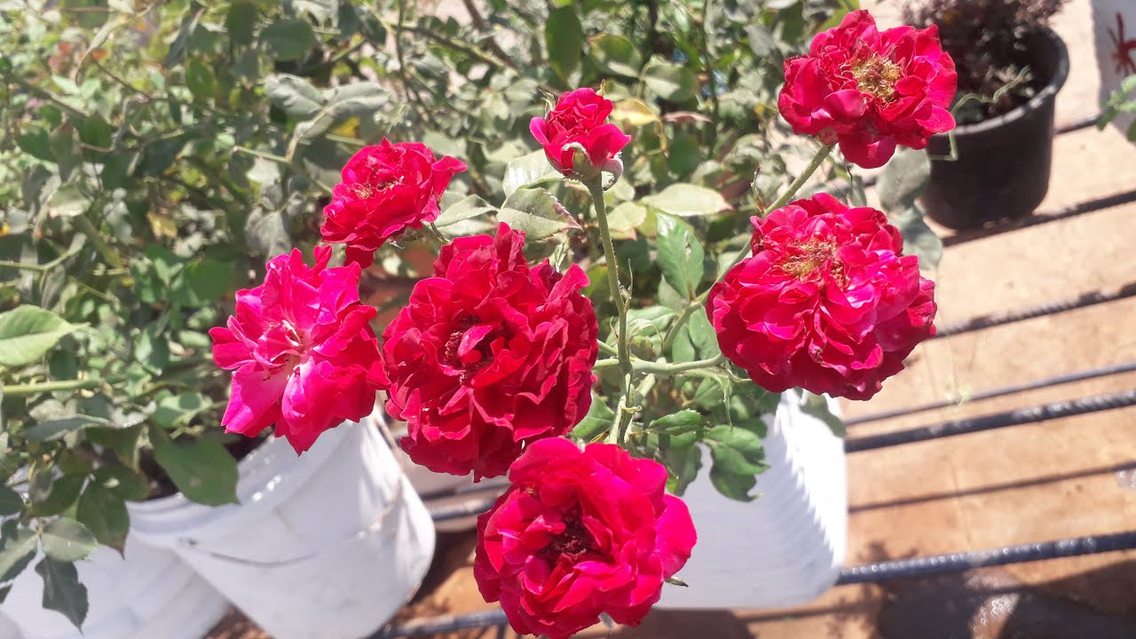 Sunday Special Live - YouTube