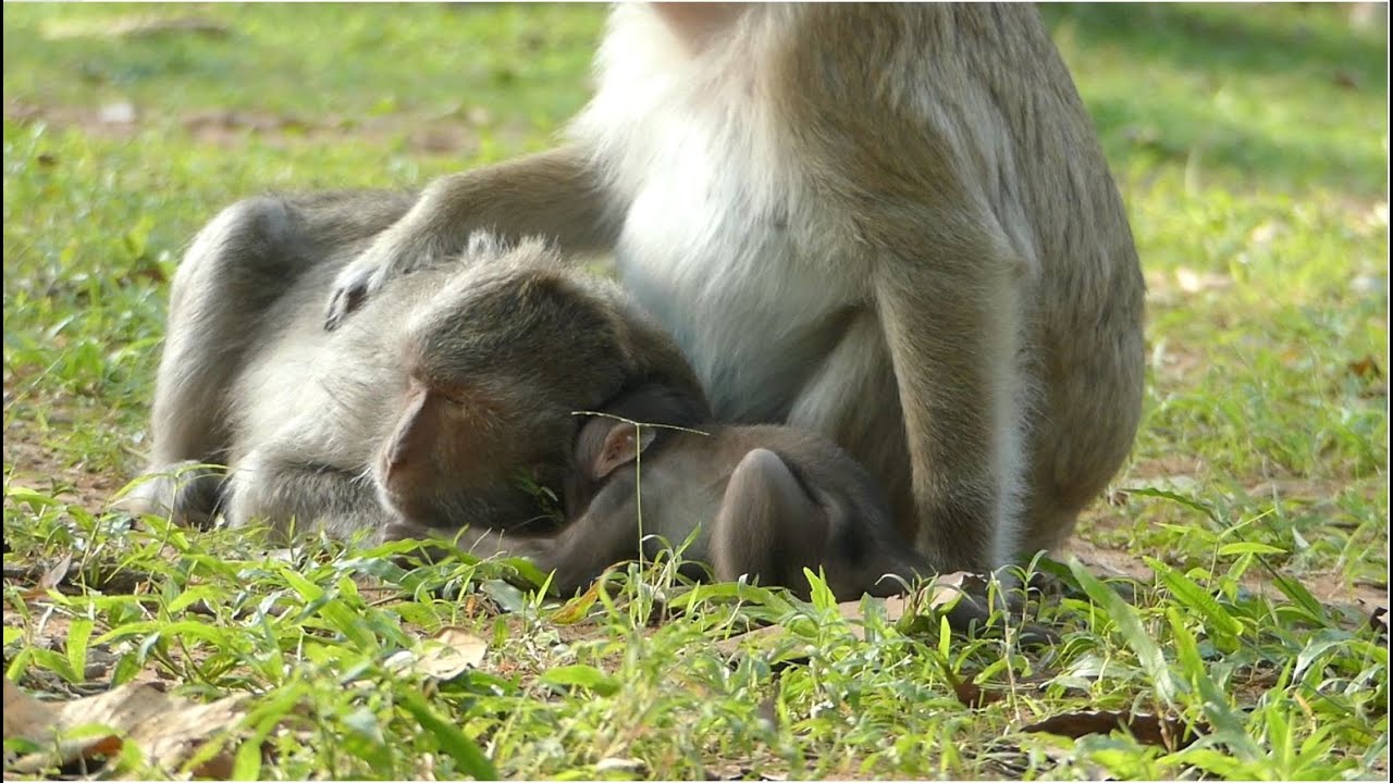 Mom Jade Love Baby Jinx That Why She Couldn't Block Milk Cover For Long ...