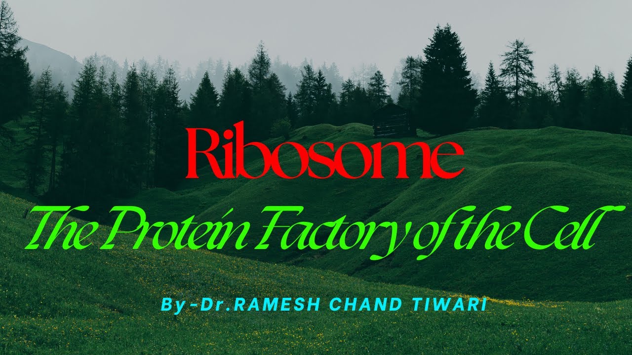 "Ribosome – The Protein Factory of the Cell | Class 11–12 TGT PGT ...