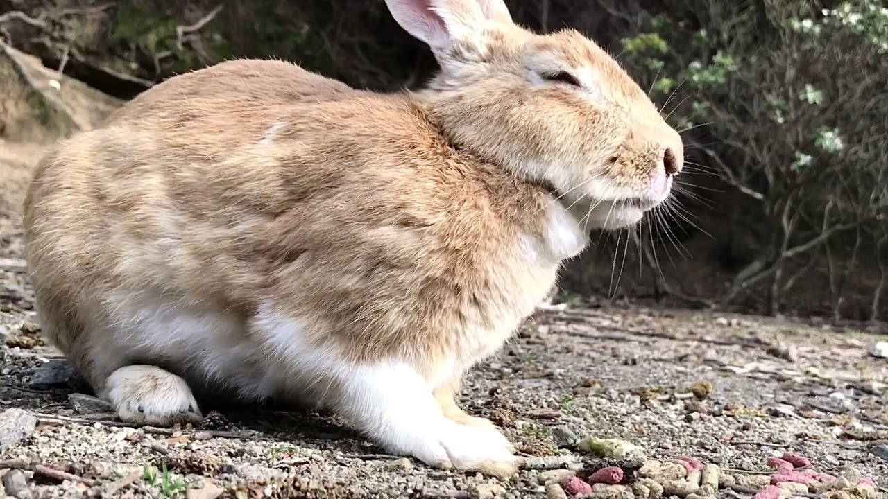 That rabbit eating while squinting is just too cute! - YouTube