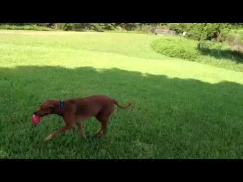 Dog catching ball in mid air- Amazing Lulu - YouTube