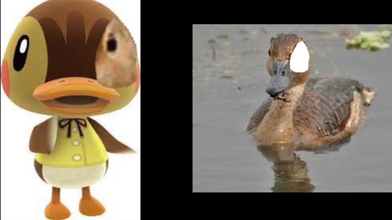 Real life molly villager Acnh ( animal crossing new horizons) - YouTube