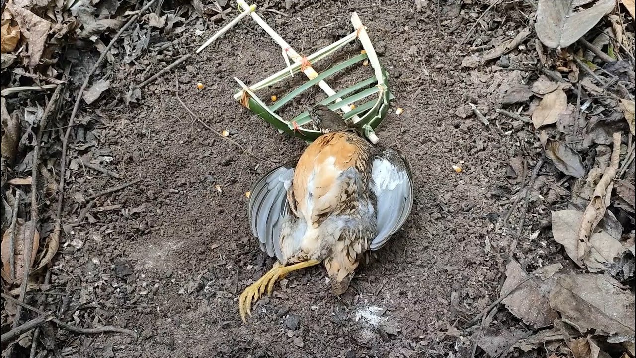 Wild Trap: Good trap and Create an awesome trap to catch bird in the ...