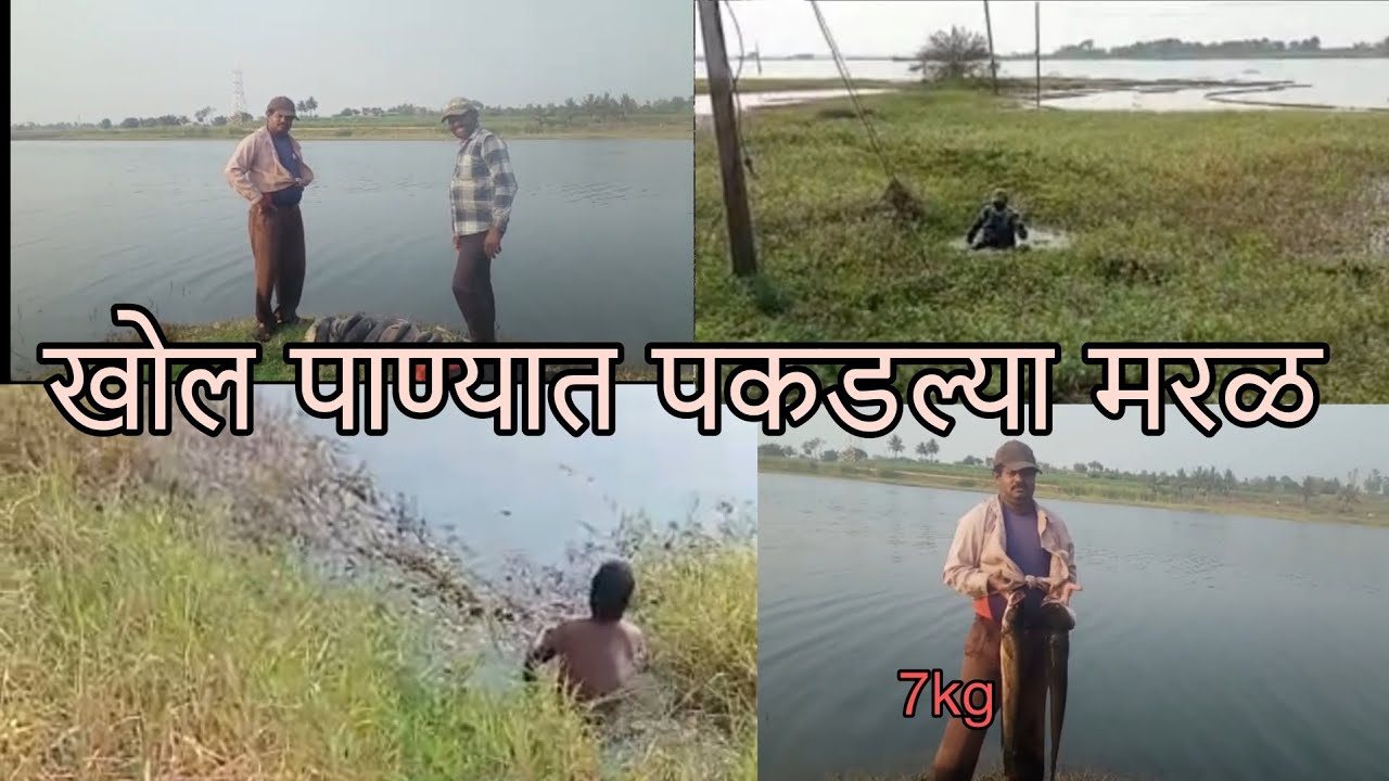 Easy snakehead Fishing with Kalu in deep water | खोल पाण्यात मरळ ...