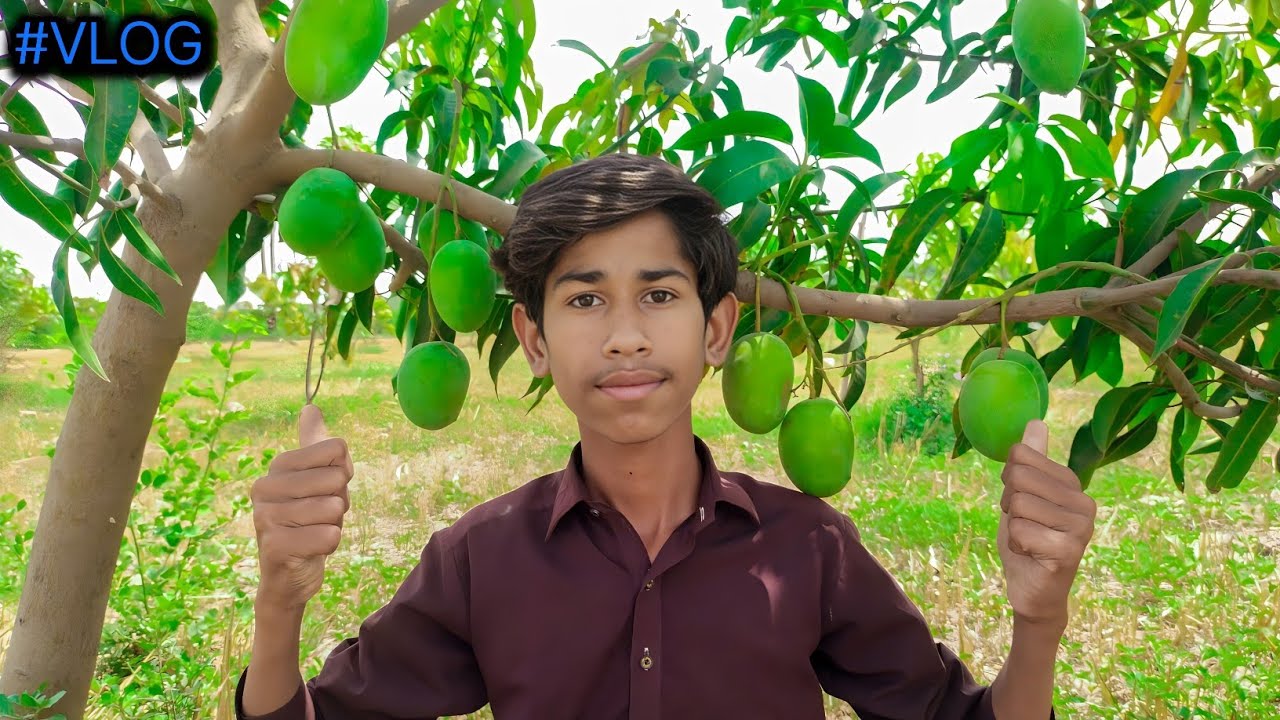 WORLD FAMOUS PAKISTANI MANGOES | VLOG - YouTube