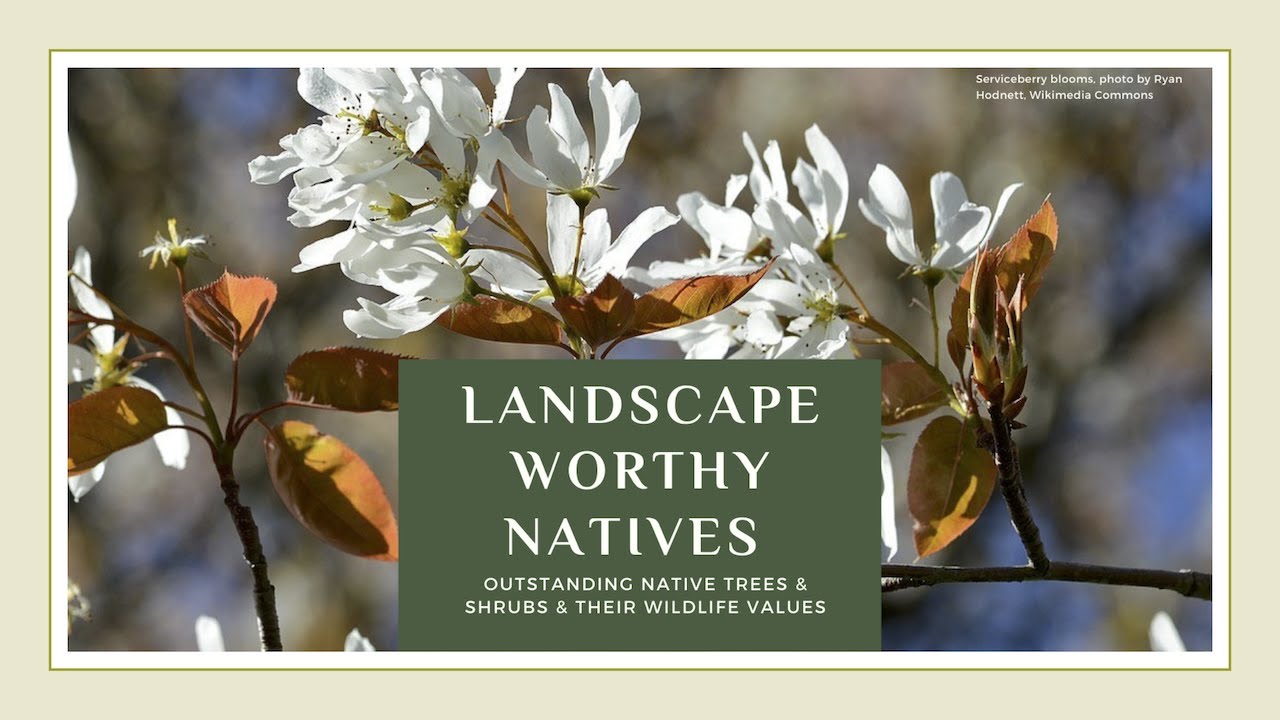 Landscape Worthy Natives: Outstanding Native Trees & Shrubs, & Their ...