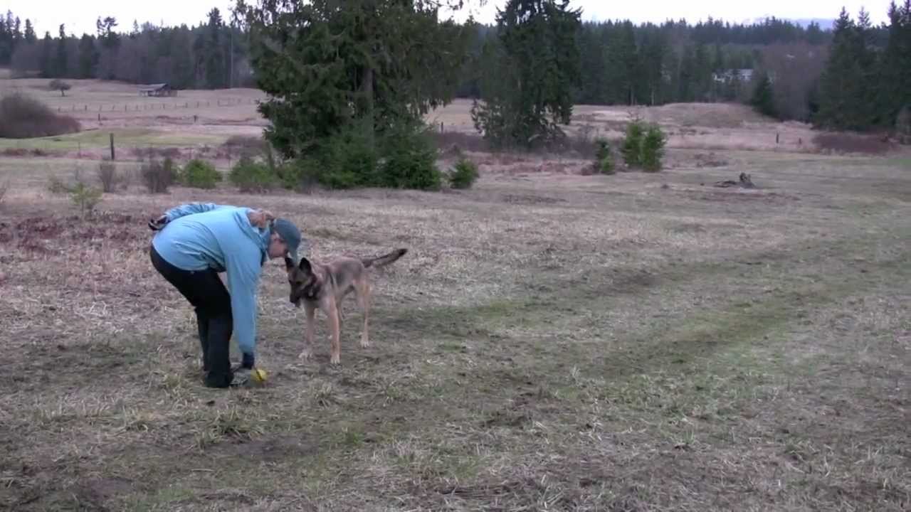 Cairo-Woof Project Belgian Malinois Rescue - YouTube