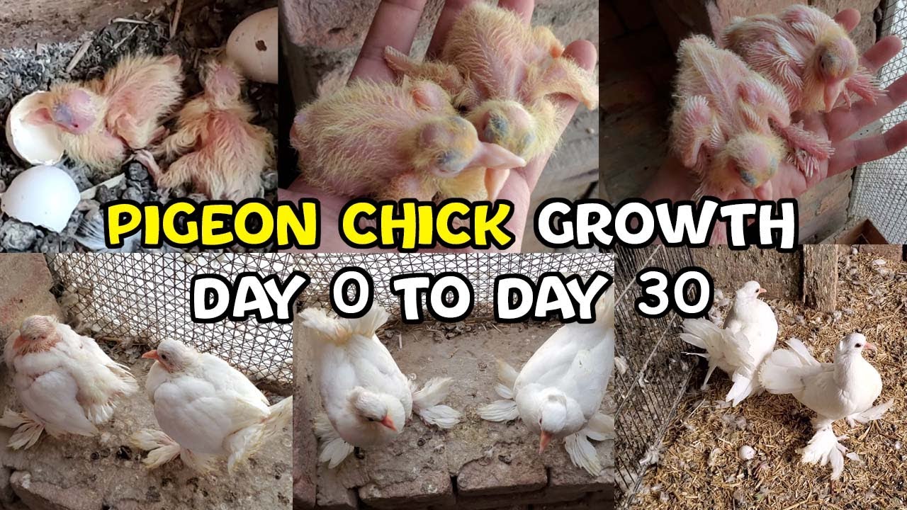 Day 0 to 30 white pigeon baby growth day by day - YouTube