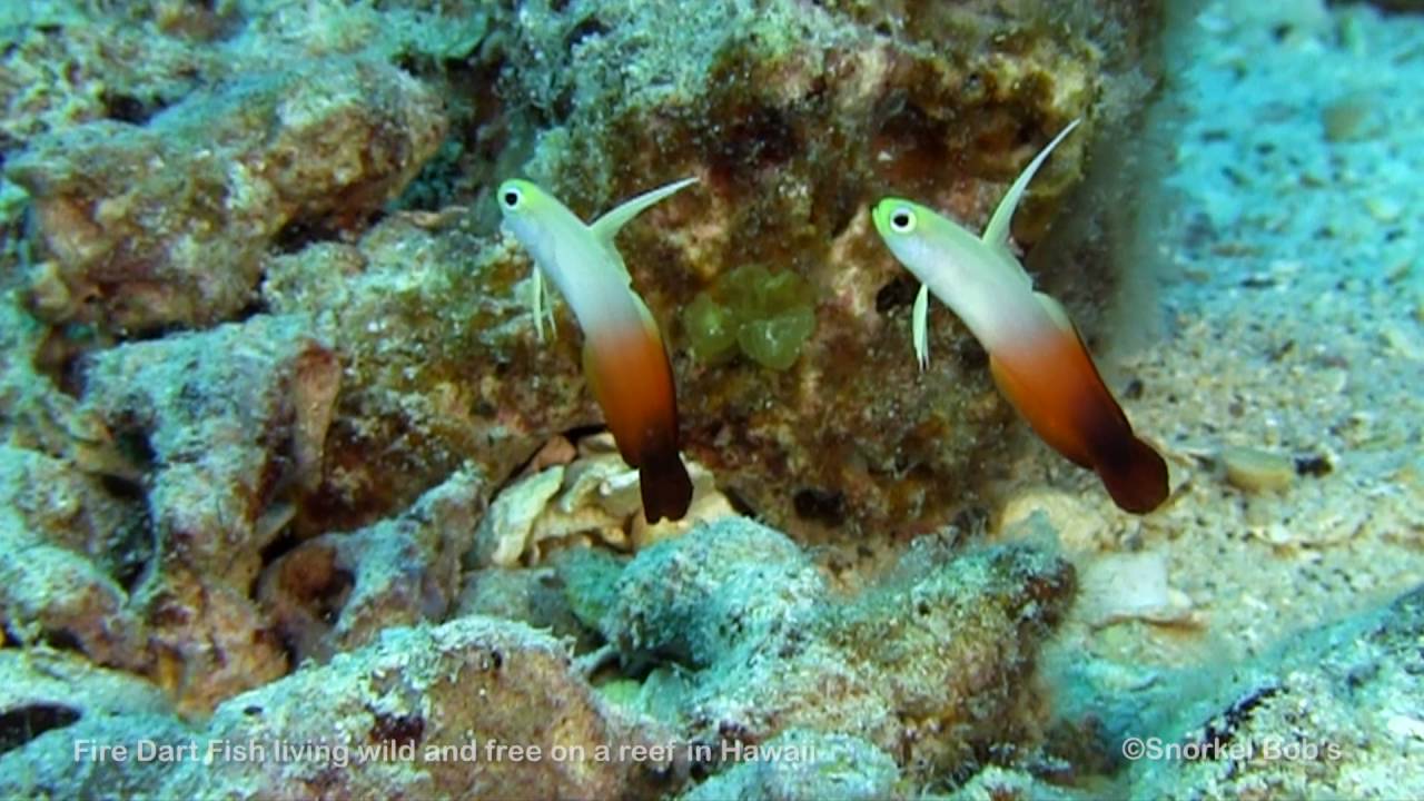 Fire Dart Fish - Maui - YouTube