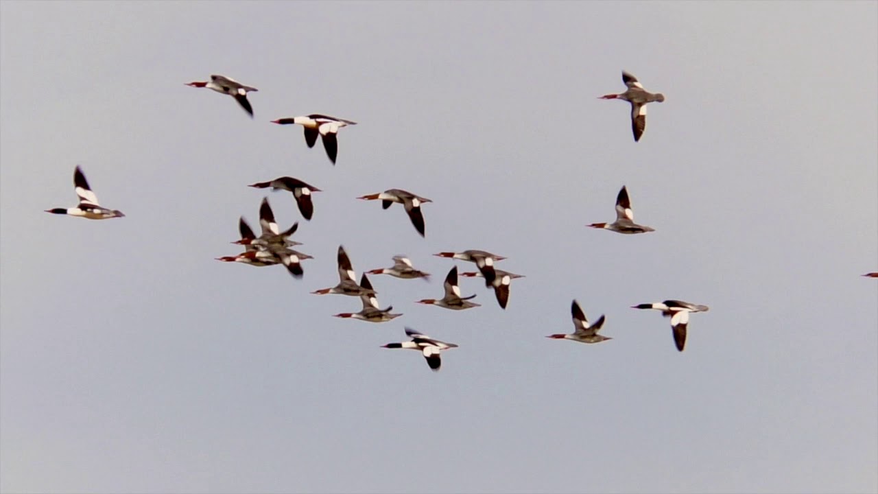 Flock Of Mallard Duck Flying
