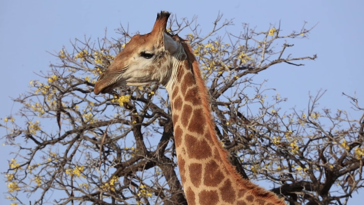 It's a Giraffe! - Wildlife Videos from Africa. - YouTube
