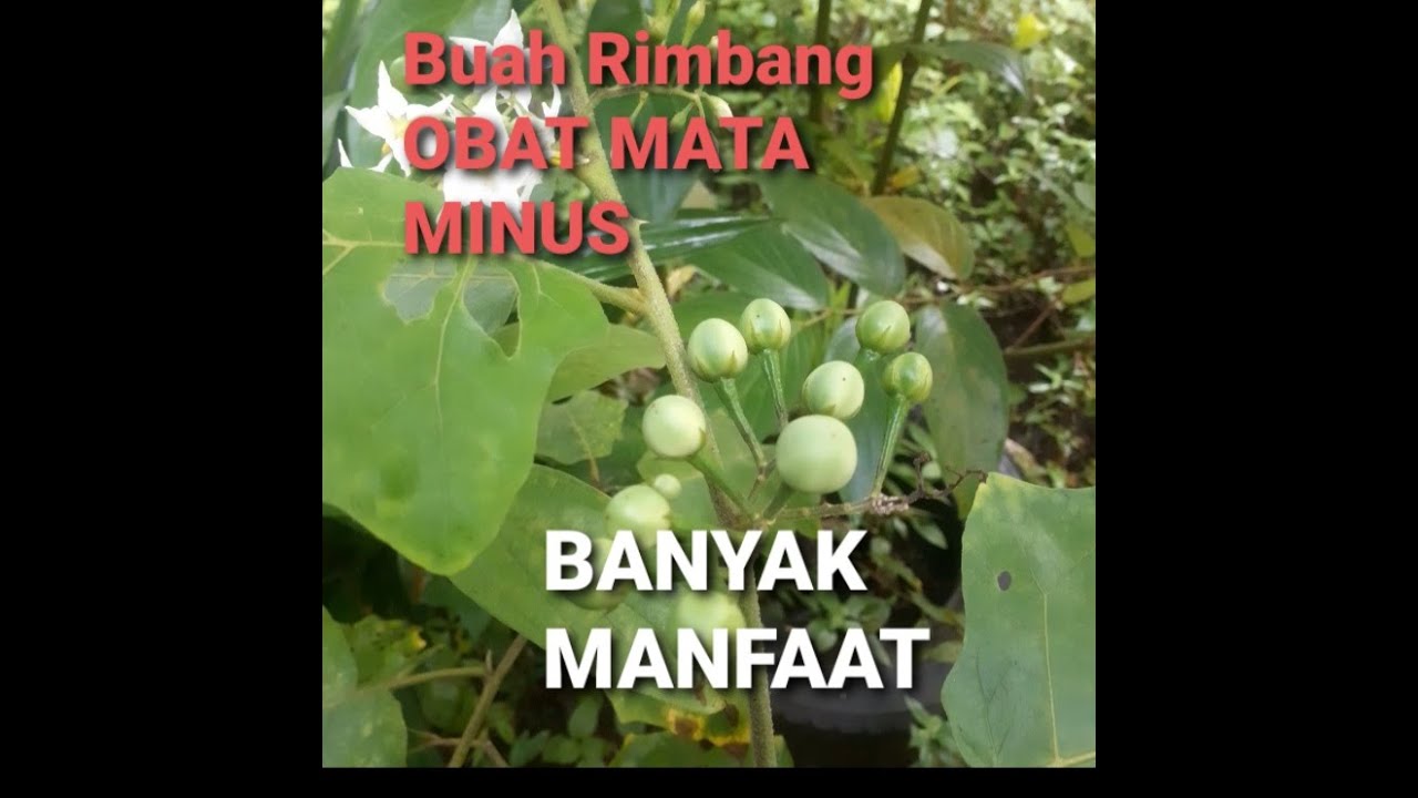Manfaat Buah Rimbang | buah ketokak | buah cepokak - YouTube