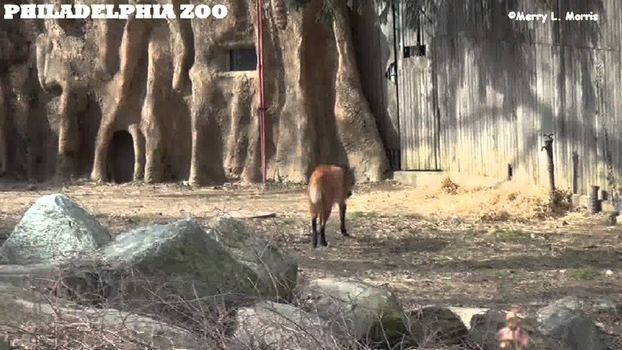Philadelphia Zoo Maned Wolf with Enrichment Item - YouTube