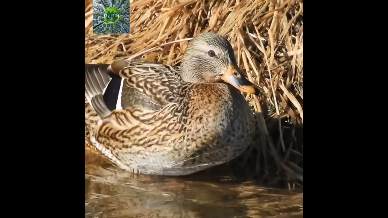 Pato Rouen - YouTube