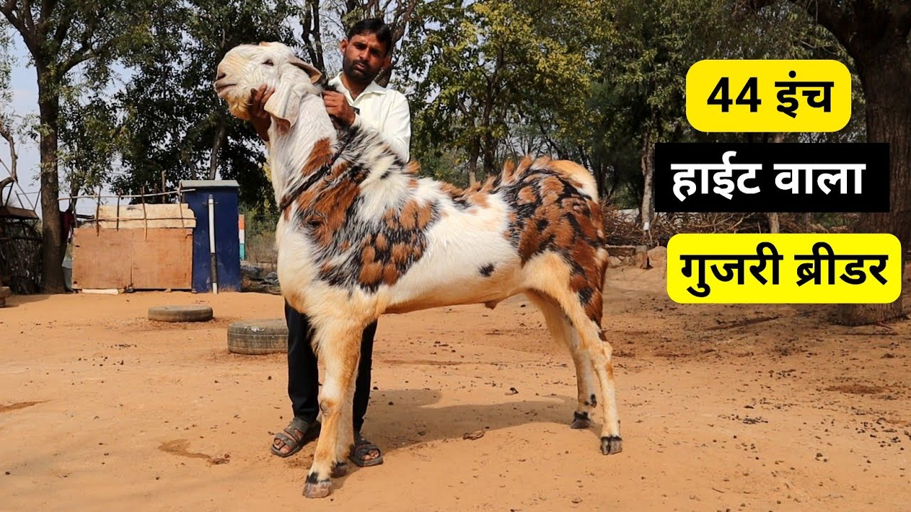 44 इंच हाइट में गुजरी बकरा | 44 inches tallest Gujri Goat - YouTube