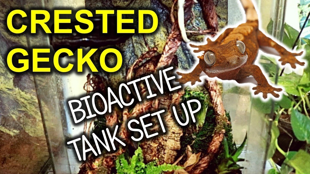 Bioactive Crested Gecko Tank Set Up - YouTube