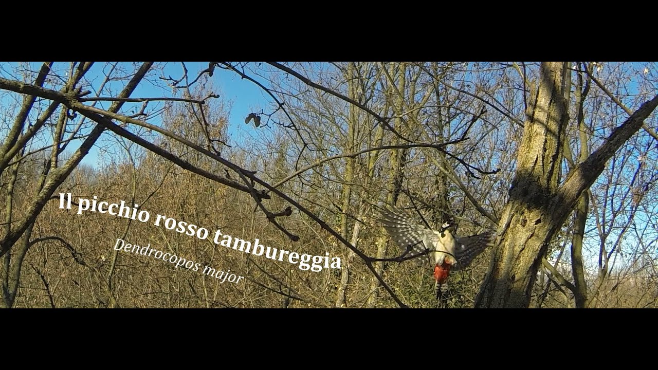 Il picchio rosso maggiore tambureggia. - YouTube