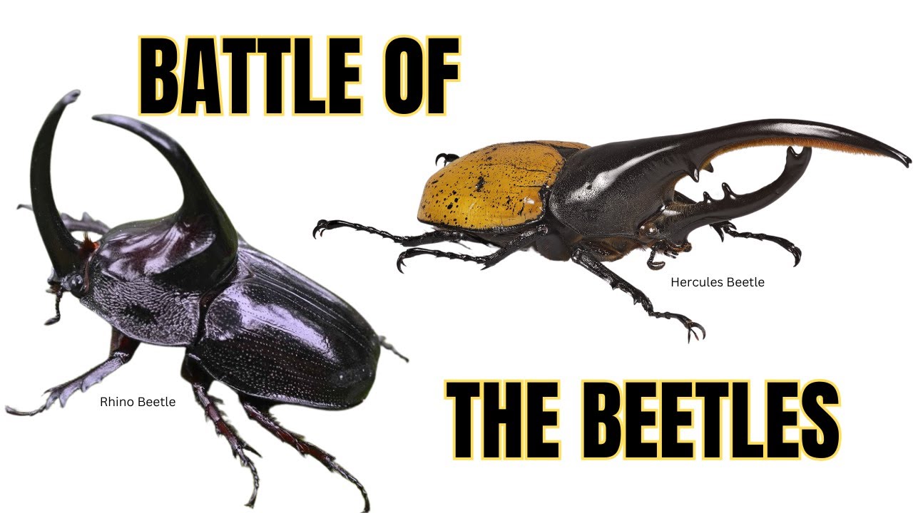Hercules Beetle Fighting Hercules Beetle Hi Res Stock Photography And
