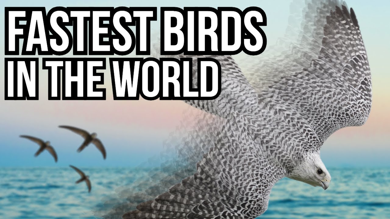 What Are The Fastest Birds