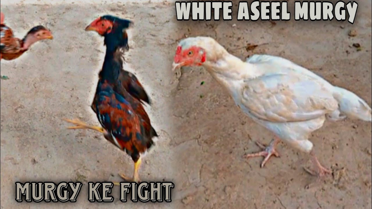 White aseel murgy 🐔 | or aseel murgy ki fight 😱 - YouTube