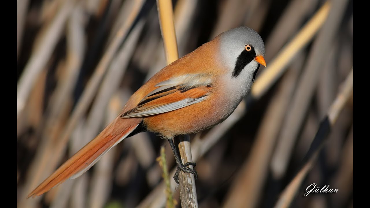 Bıyıklı Baştankara (Genç Birey) Bearded Reedling-Young Bird Video - YouTube