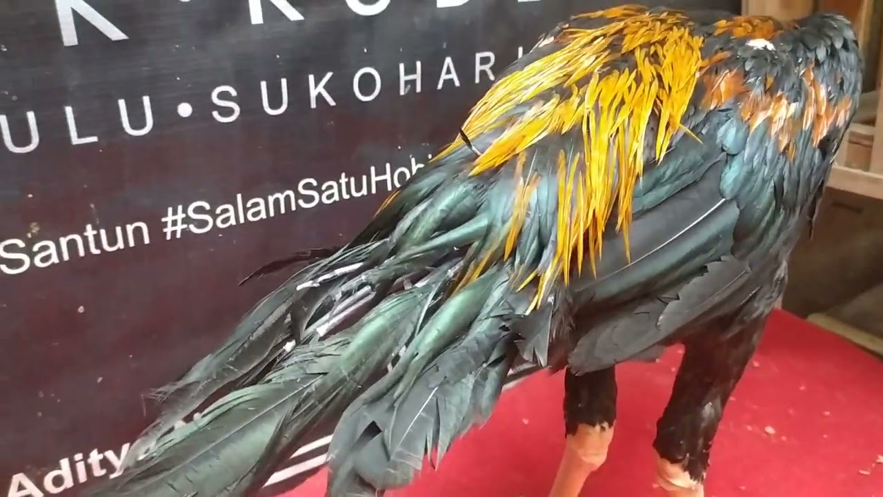 Wiring Kuning Indonesia | jenis Ayam Bangkok hias Ekor lidi - YouTube