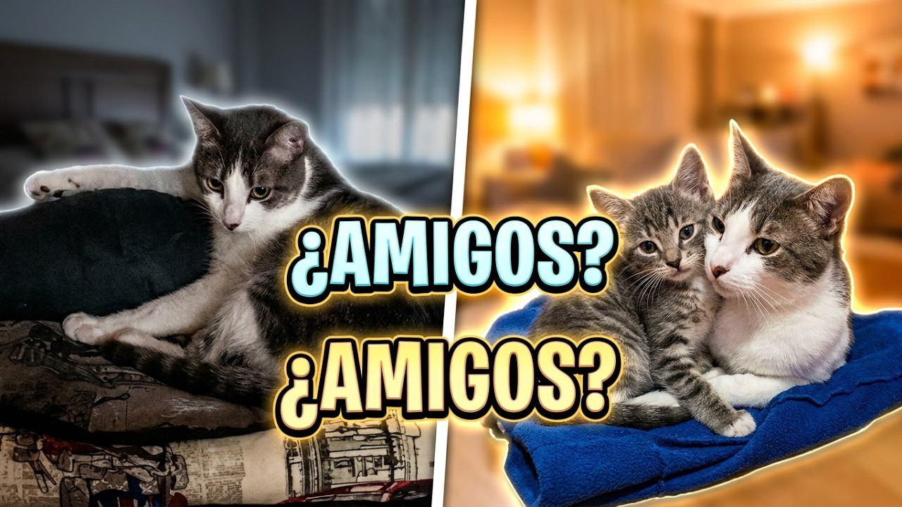 Nube y Neko, seguimos con la historia de Nube. Hermanos de Juegos - YouTube