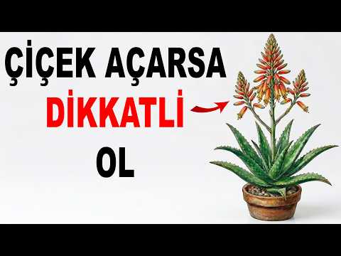 Aloe Vera Bitkisinin Neden Çiçek Açtığının Gizemi! Hayatında Bunun Olduğunu Gösteren İşaretler
