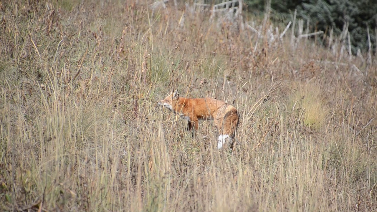 Red Fox Hunt and store food - Crested Butte 2018 - YouTube