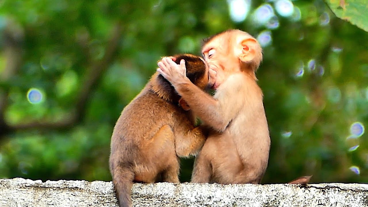 So Sweet Little Monkey Jessica with Little Monkey ROMEN - YouTube