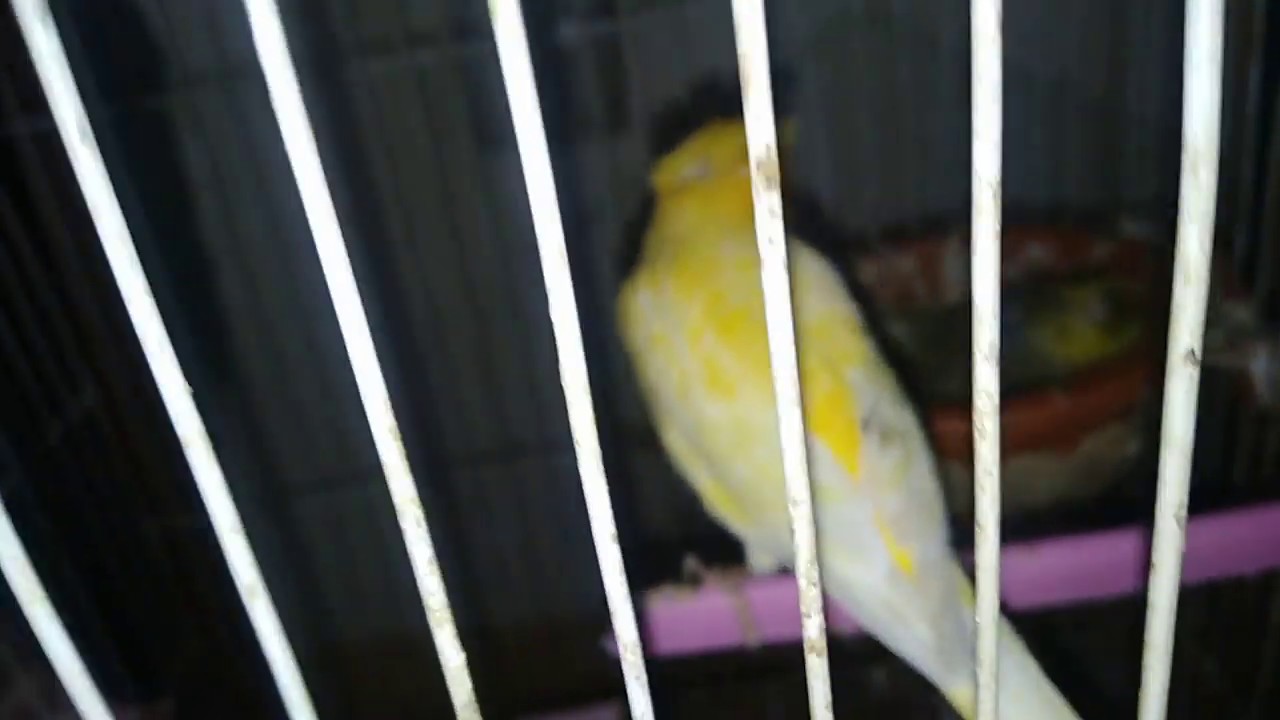 Quick video of caneri bird breeding progress - YouTube