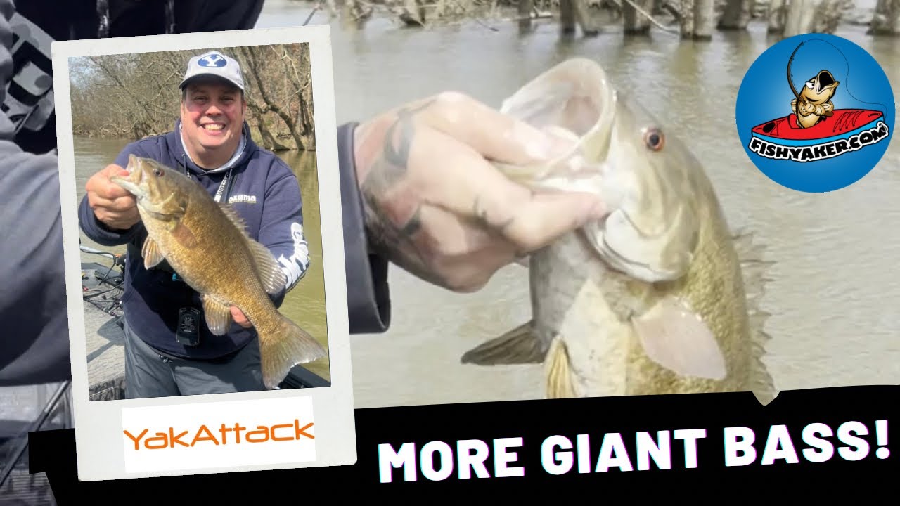 More Giant Smallmouth Bass! #fishing #bassfishing #fishingvideo - YouTube