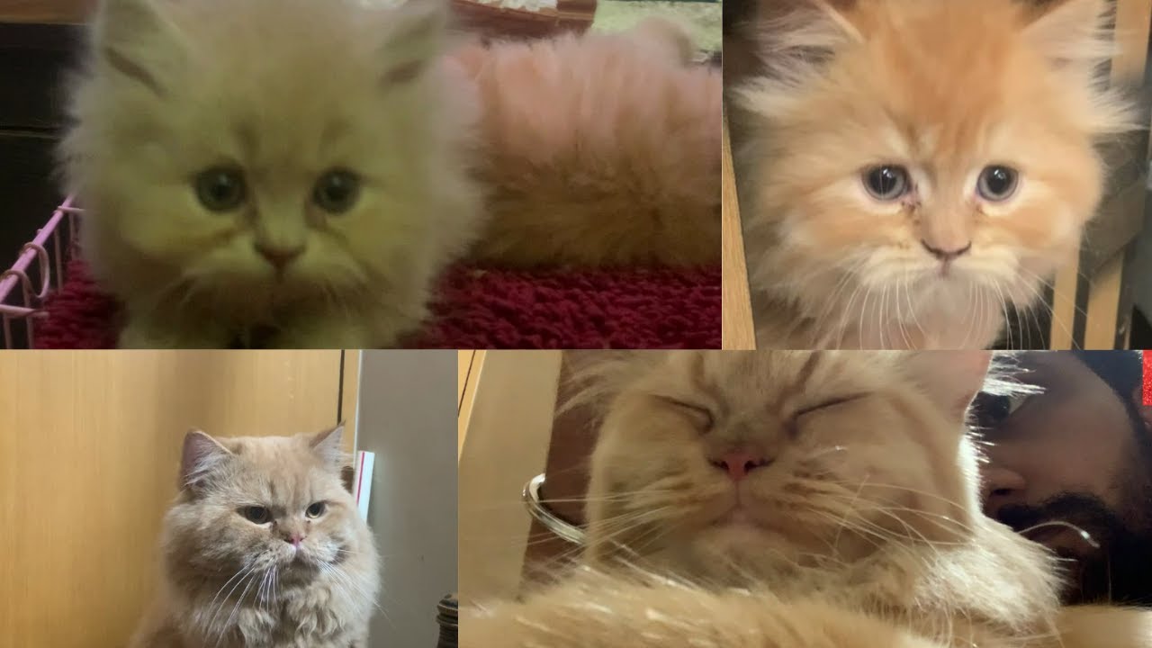 Part 2 Of BooBoo -The Persian Cat's Kids Video|BooBoo And Leo is Taking ...