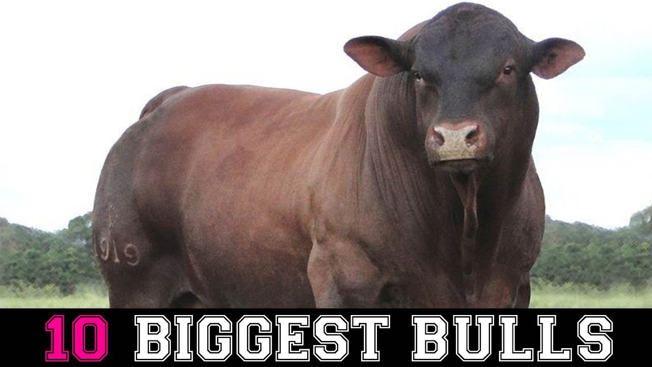 10 Biggest and heaviest bulls in the World 2022 - YouTube