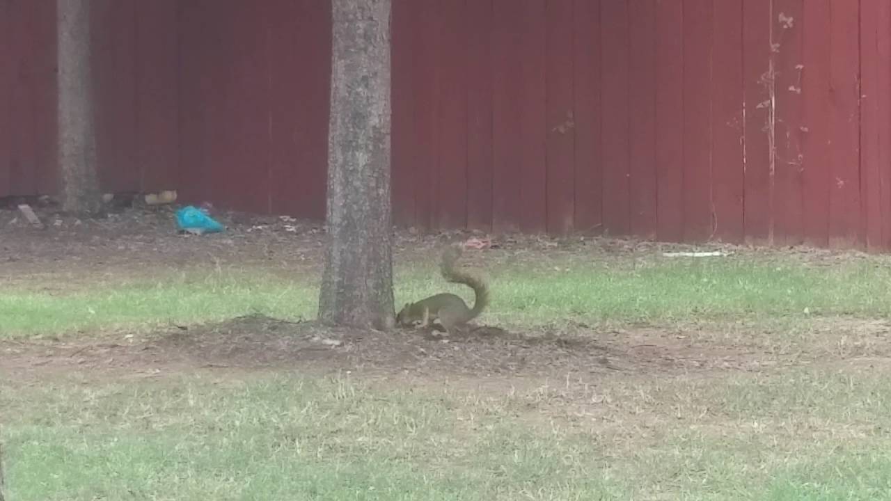 Squirrel Finds Cocaine - YouTube