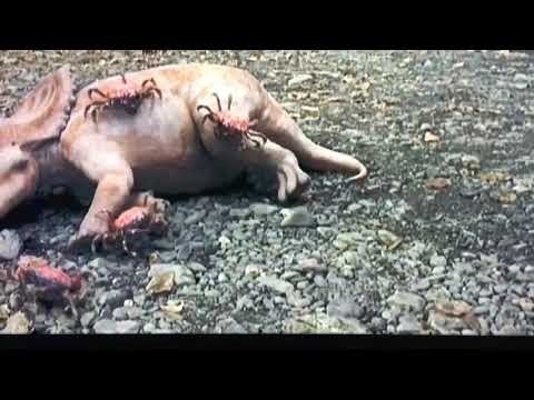 Walking with Dinosaurs The Movie crab scene (Spanish version)