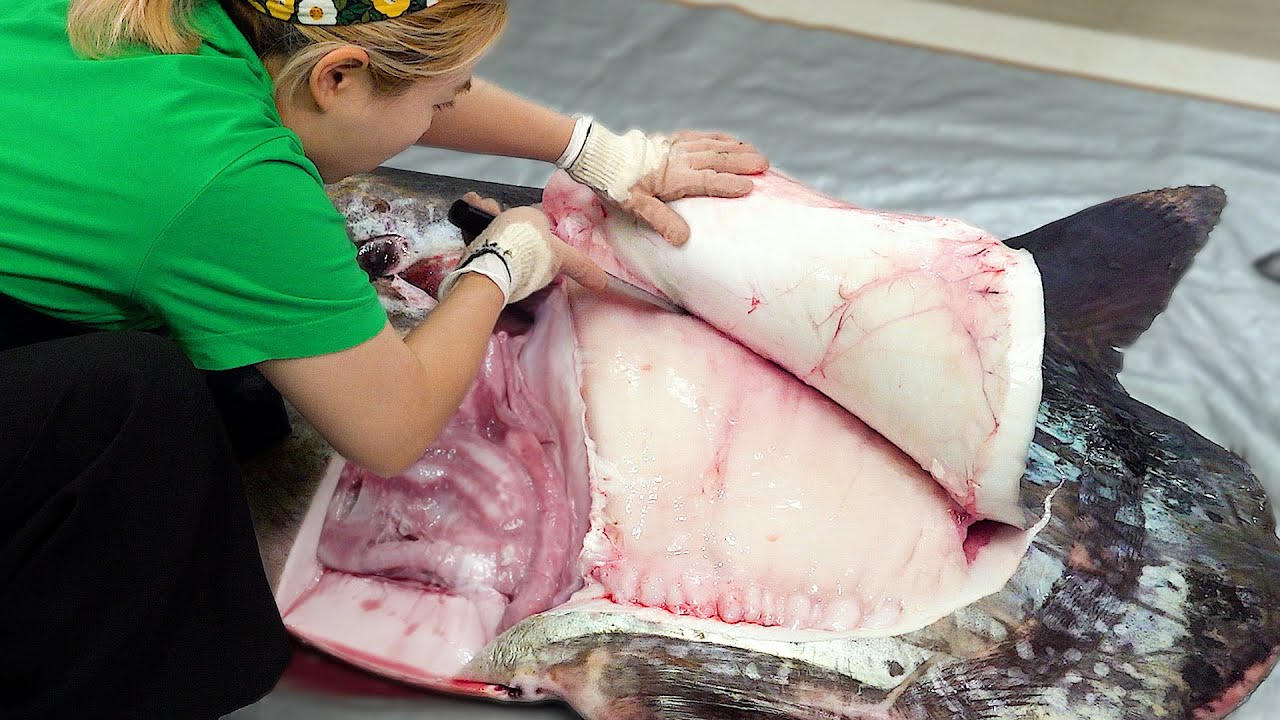 (eng)개복치 누가 맛없다고 함? 안 먹으면 개손해 Giant Sunfish Cutting & Cooking Recipe ...