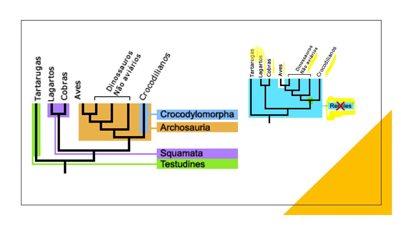 Aula Sistemática Filogenética - YouTube
