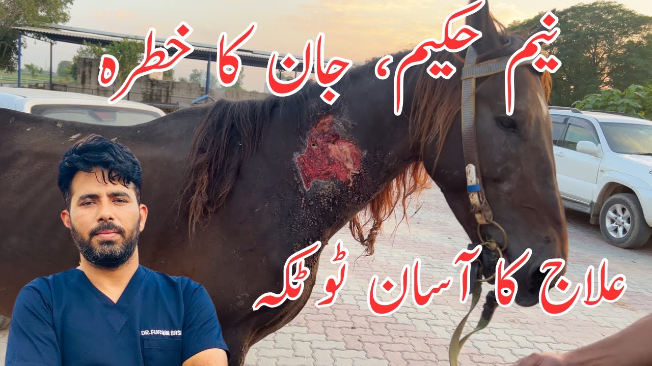 Injection site abscess in horse | Dr Furqan Basheer - YouTube