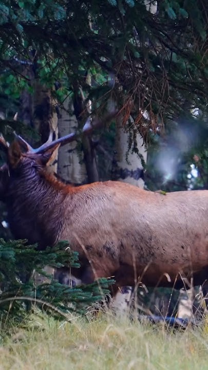 Hunting ELK in the RAIN - Archery Elk Hunting 2024 - YouTube