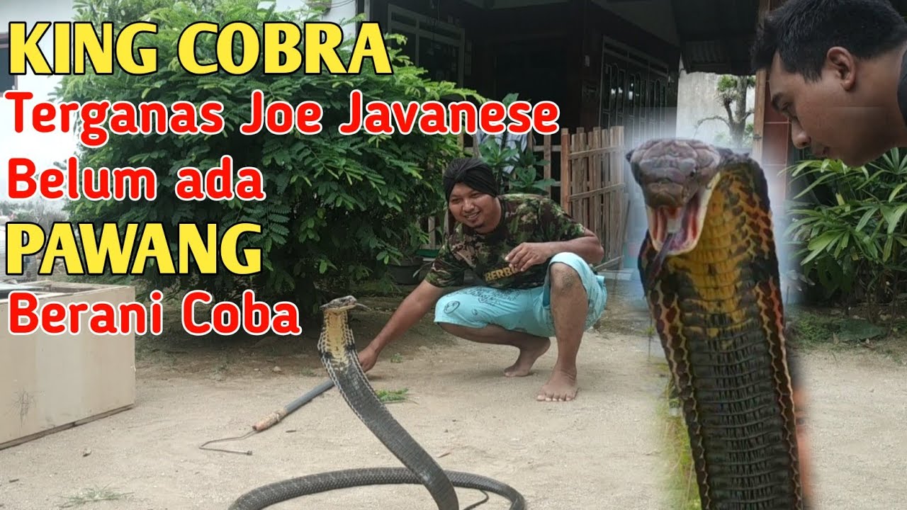Keluarkan King Cobra TONG BAJIL Pertama kali sejak pertama masuk ...