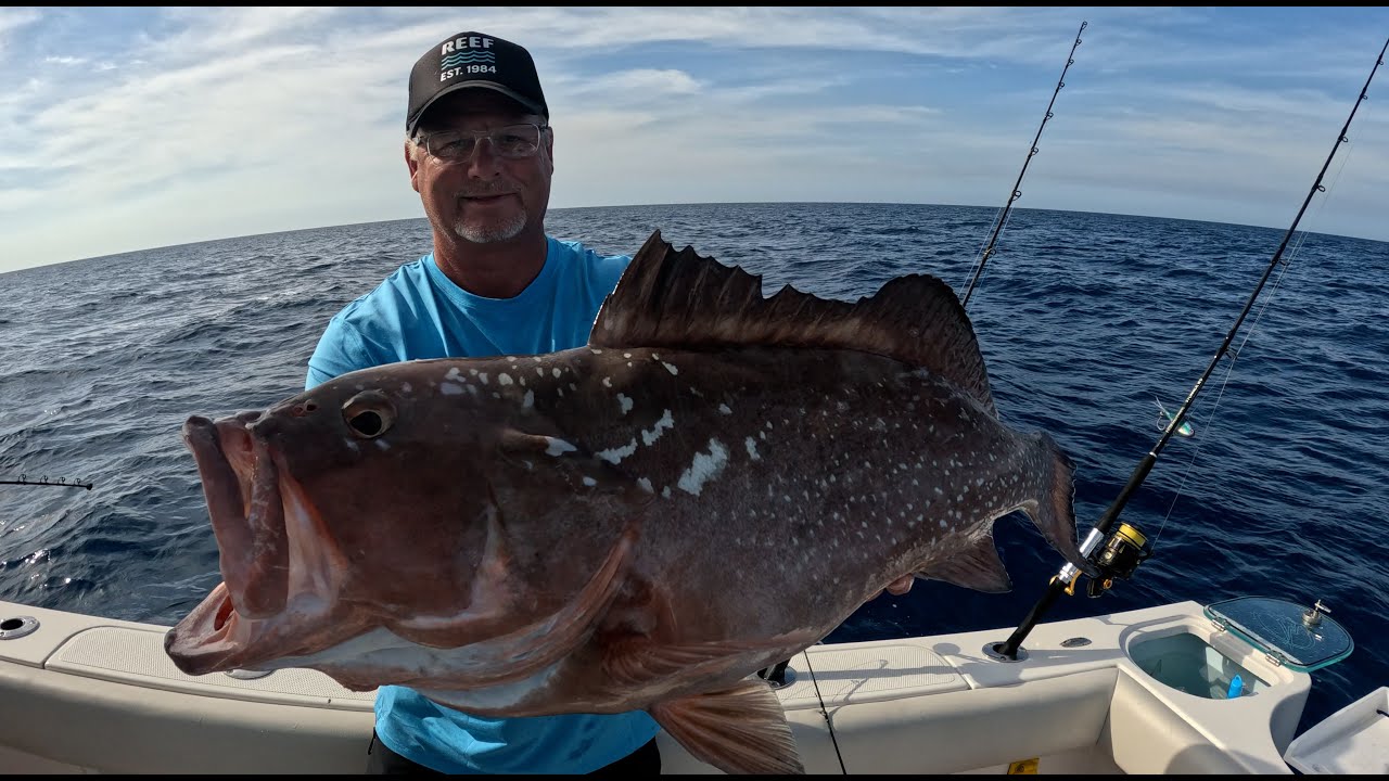 Bait Fish Gulf Of Mexico at Sandra Karcher blog
