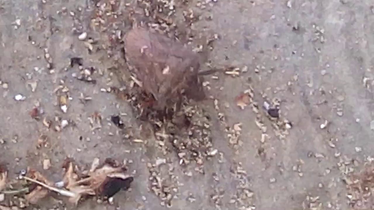 Chinche Marrón del Parque Bolívar 2. - YouTube