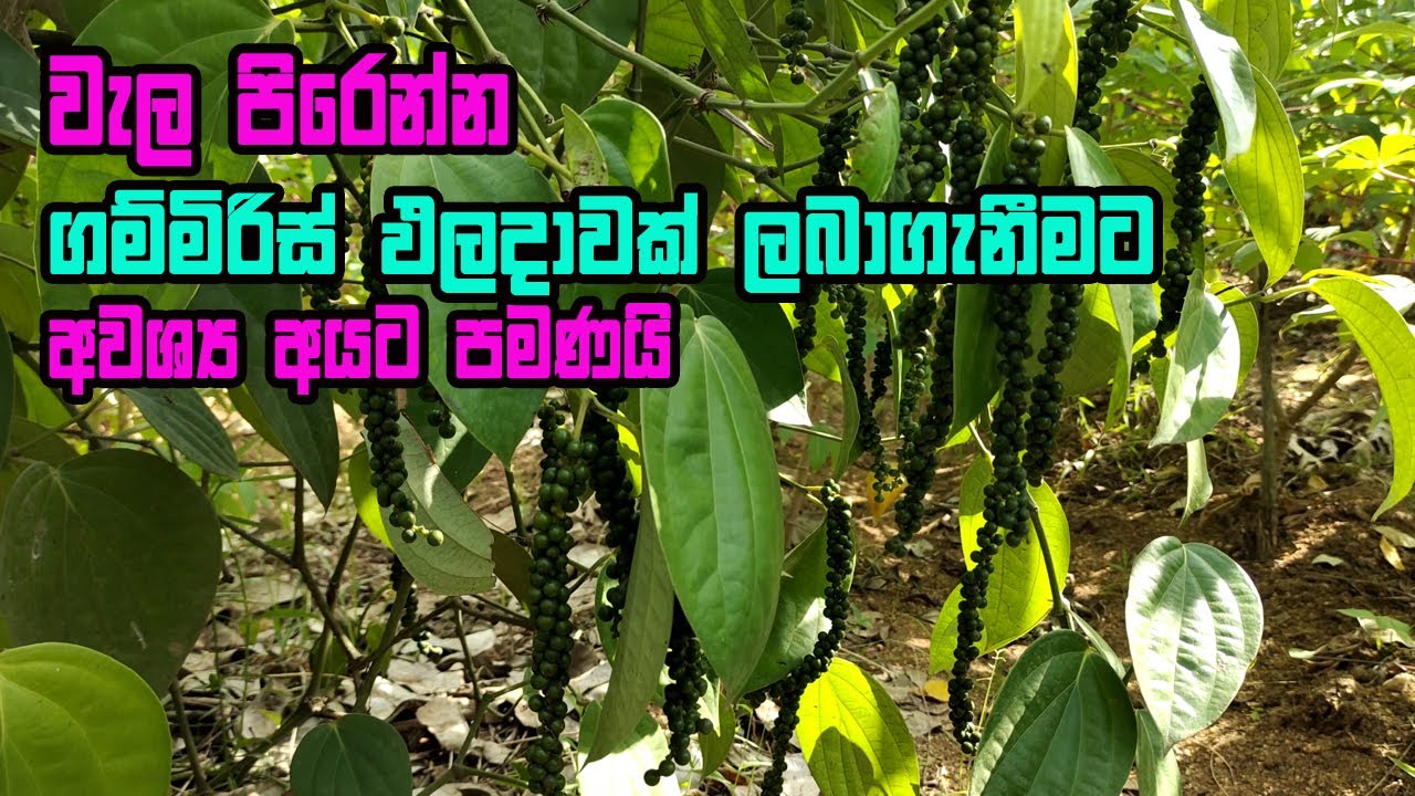 ගම්මිරිස් වගාවක් නිවැරදිව සිදුකරමු | Gammiris Wagawa | Pepper vines ...