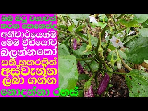 සති හතරකින් බටූ අස්වැන්නක් ලබා ගැනීමේ රහස්|Batu wagawa