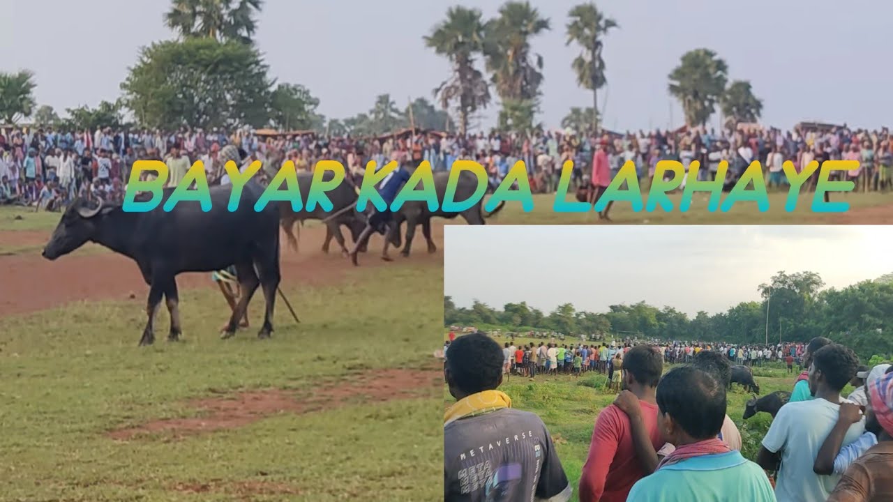 bayar kada larhaye// 23 September 2024@Desivlogs-i6i - YouTube