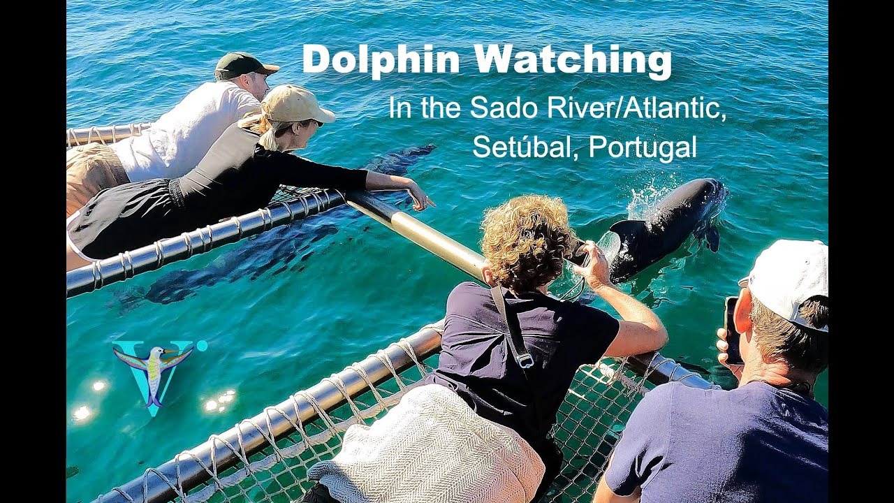 Dolphin watching in the Sado River/Atlantic, Setúbal, Portugal - YouTube